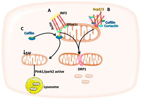 Schematic Representation Of The Interplay Between Mitochondria And The