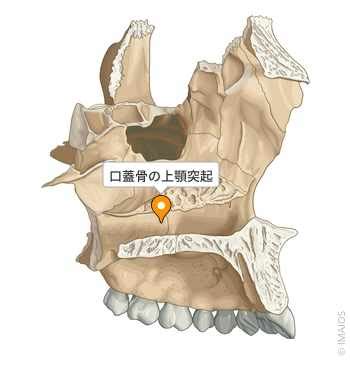 口蓋骨の上顎突起 E Anatomy Imaios