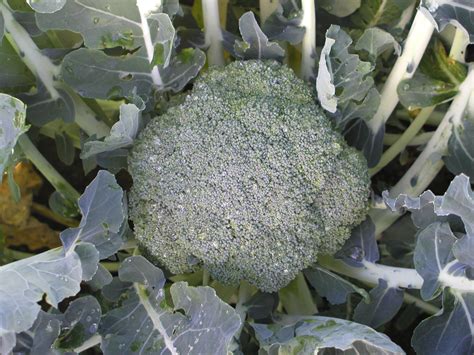 Diseases Of Vegetable Brassicas Agriculture And Food