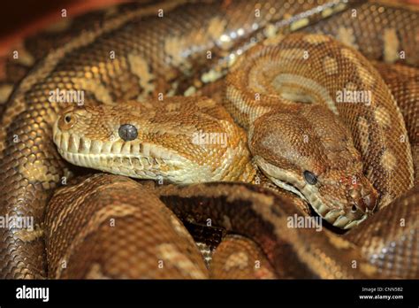 Bredls Carpet Python Morelia Bredli Two Adults Close Up Of Heads