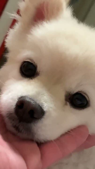 세상 무해한 강아지 사랑스러워 Youtube