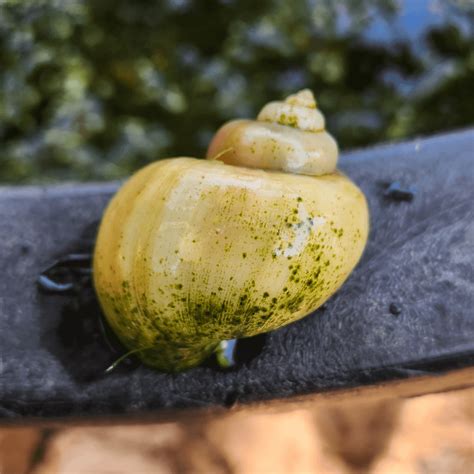 One Of My Two Oldest Snails Passed Today And The Other Is Looking Like