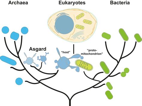A Mysterious Connection Between Archaea And Eukaryotic Organisms Has Been Discovered The