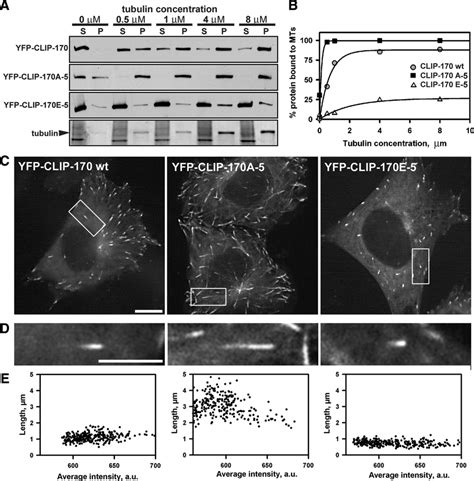 Effects Of Clip 170 Mutations On Binding To Mt Lattice And Mt Tips A