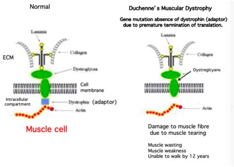 Adhesion Of Cells And Extracellular Matrix Lo3 Flashcards Quizlet