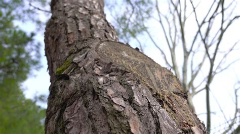 Tree Bark Trunk Free Stock Video Pixabay