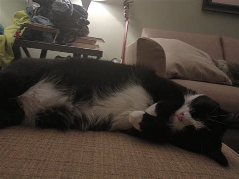 My Tux Jinxy Takes After Me As You Can See We Are Not Morning People R Tuxedocats