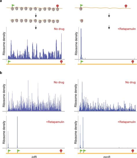 Retapamulin Assisted Ribosome Profiling Illuminates Sites Of Internal Download Scientific