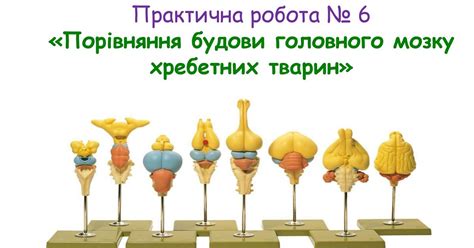 Практична робота № 6 Порівняння будови головного мозку хребетних тварин Тест на 12 запитань