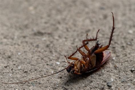 5 Best Insecticides For Indoor Pest Control That Ensure A Pest Free