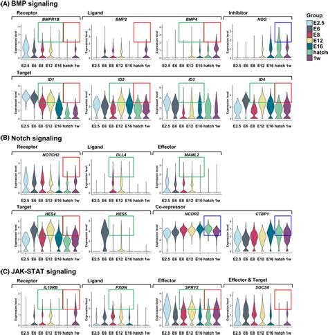 Temporal Dynamic Of The Expression Pattern Of Three Signaling Pathways Download Scientific