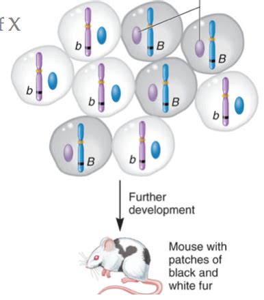Extension Of Mendelian Genetics Chapter 5 Flashcards Quizlet