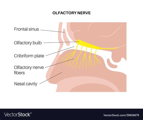 Olfactory Nerve Anatomy Royalty Free Vector Image