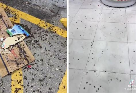 Beneficial Beetles Predators Not Pests What You Need To Know