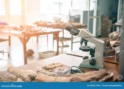 Archeologists Tools Cleaning Dinosaur Skeleton Discover Fossil Remains Of New Species Stock