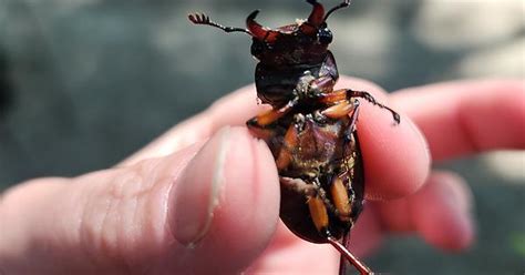 I Found This Reddish Brown Stag Beetle Today Album On Imgur