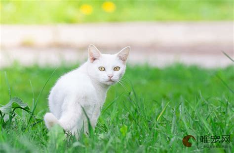 小猫崽快死的征兆有哪些 假死的状态有哪些 唯宠网