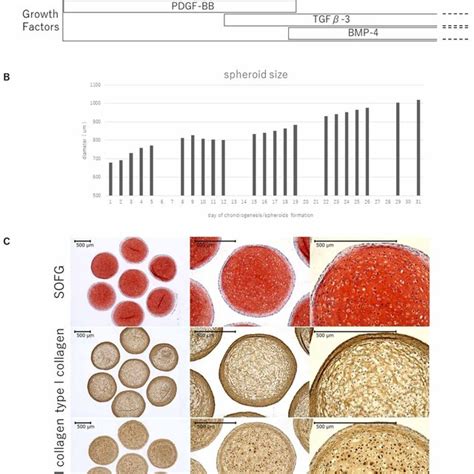 Incmscs Chondrogenic Differentiation A Schematic Protocol For