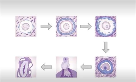 Follicle Maturation Diagram Quizlet