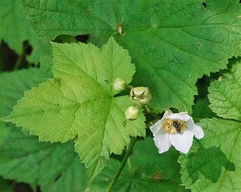 Rubus Parviflorus Thimbleberry 10000 Things Of The Pacific Northwest