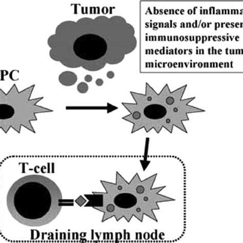 Cross Presentation Of Tumor Antigens By Dendritic Cells In The Draining