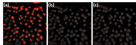 A Tree Locations Identified By Local Maximum Filter B Tree
