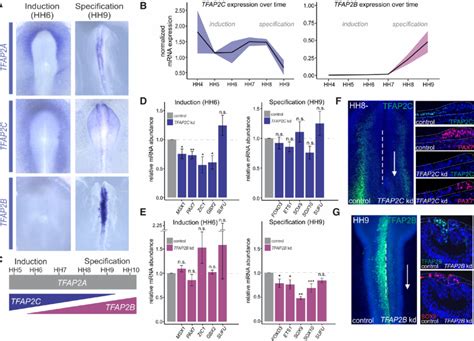Tfap2b And Tfap2c Show Complementary Expression Patterns And Are Download Scientific Diagram