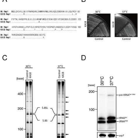 The Rna Components Of Eukaryotic Rnase P And Rnase Mrp Have Multiple