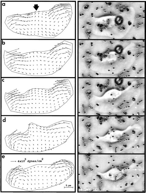 Time Lapse Traction Map Series For A Keratocyte Undergoing Steady Download Scientific Diagram