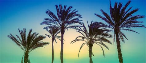 해가 뜰 때 하늘을 배경으로 열대 야자수가 줄지어 서 있습니다 그라데이션 색상 키 큰 야자수의 실루엣입니다 열대 저녁 풍경입니다 아름 다운 열대 자연 가로 배너 0명에 대한