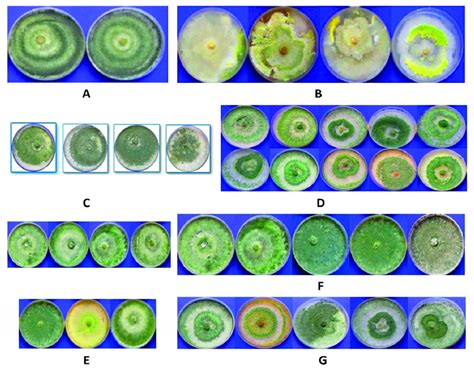 A The Isolates With A Similar Growth Pattern In The Pda Culture