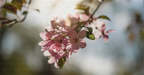 분홍색 꽃이 있는 나뭇가지 클로즈업 사진 Unsplash의 꽃 테두리 이미지