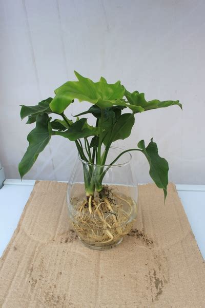 水培植物卡通画 半水培植物 水培植物瓶 第8页 大山谷图库
