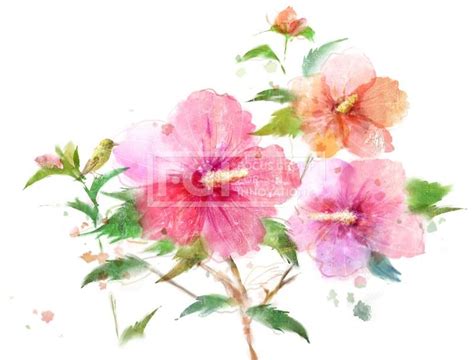 페인터오브젝트 프리진 일러스트 식물 꽃 오브젝트 자연 수채화 무궁화 잎새 배경 페인터 에프지아이 나뭇잎 한국유토이미지