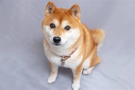 柴犬咬玩具时为何要甩头？背后隐藏着狩猎者本能 知乎