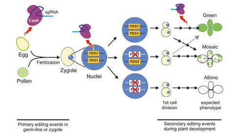 An Experimental Protocol For Teaching Crisprcas9 In A Post Graduate
