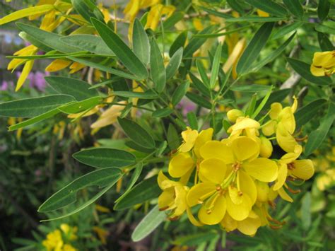 植物編のマメ科のアンデスノオトメ