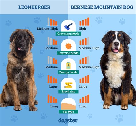 Leonberger Size Comparison Leonberger Vs Rottweiler Breed Comparison