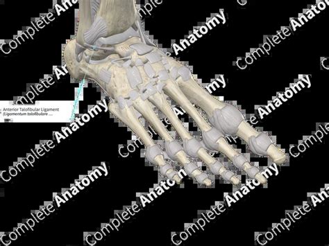 Anterior Talofibular Ligament Complete Anatomy