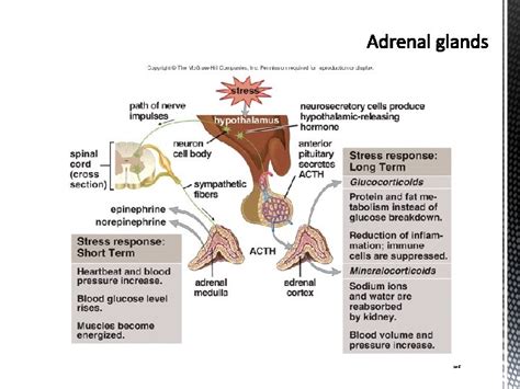 Posterior Pituitary Adh Is Released When The Blood