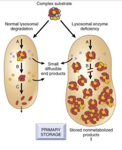 Genetic Disorders Flashcards Quizlet