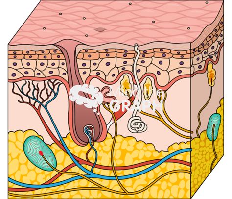 Free Skin Epidermis Dermis Subcutaneous Structure 2 Icons Symbols Pictures And Images Mind