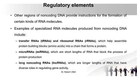 Gene Basics Gene Nature Of Gene Regulatory Elements Of Gene Non Coding Dna Alleles Pptx