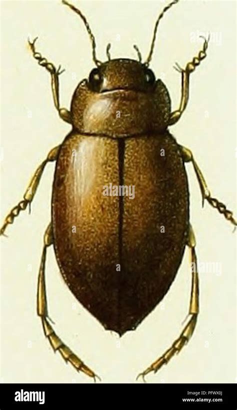 This Illustrated Work Covers The Natural History And Classification Of