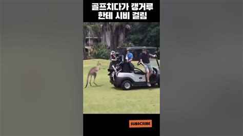 골프치다가 캥거루한테 시비걸림 웃긴영상 유머 쇼츠 골프 Youtube