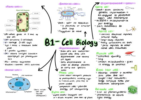 Gcse Biology Mindmaps Etsy Canada In 2024 Gcse Science Gcse Biology Revision Gcse Science
