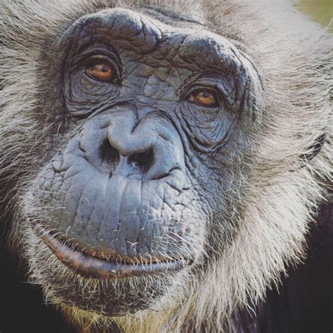 Good Bye Dear Bea Mona Uk