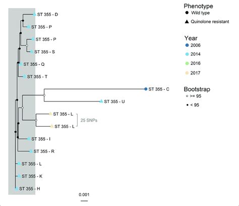 Maximum Likelihood Core Gene Snp Tree Generated With Iqtree For Clade