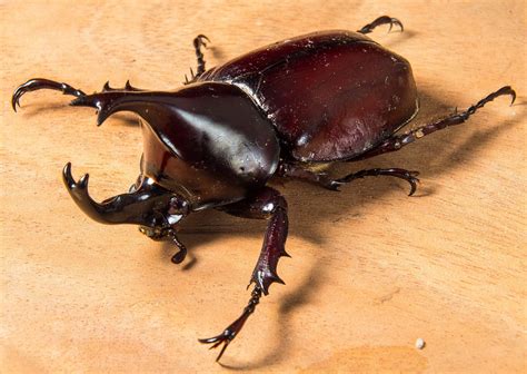Tropical Beetles Rhinoceros Beetle Free Photo On Pixabay