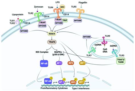 Genes Of The Tlr Signaling Pathway Observed In Chicken Thrombocytes